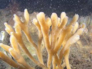 Sponzen - Porifera - De website van anjablonk!