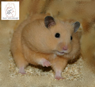 Goldhamster - 1. Deutsche Hamstervereinigung e.V. | Hamster - unsere ...