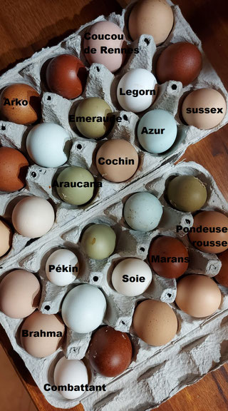 Les différentes races proposées - Les poules de luxe de Bel-Air