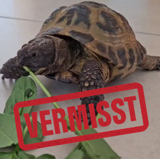 Vierzehenschildkröte vermisst in 23829 Wittenborn - Landschildkroeten.de