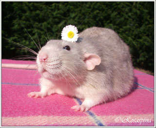 Il Ratto da Compagnia - Ratto che Passione!