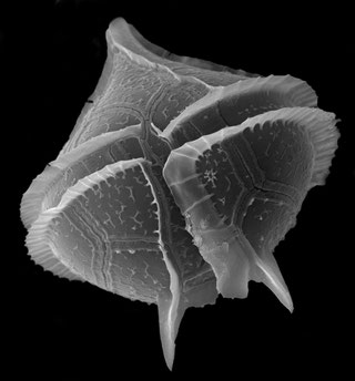 Protoperidinium Bergh 1881 - dinophytas Webseite!