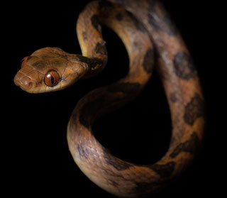 Serpiente ojigata (Leptodeira rhombifera) - El Rincon del Botanico