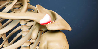Anatomie - ortho-clinics Webseite!