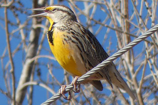 A few New Mexico birds: with obvious yellow plumage - dogofthedesert