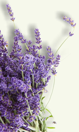 Lavanda - Farmacognosia. Plantas medicinales