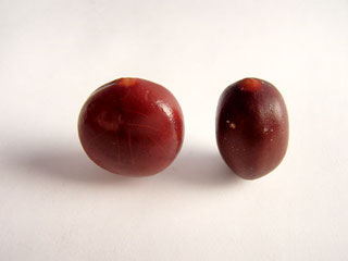 海豆 Sea-beans - beachcomberjp ページ！