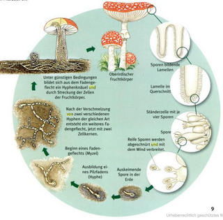 Die Systematik der Lebewesen - fms-abschlusss Webseite!