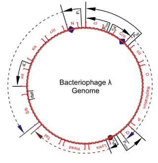Phage Lambda DNA - GeneON BioScience
