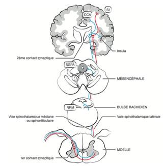 Anatomie de la douleur - Neurochirurgien Marseille Aix-en-Provence