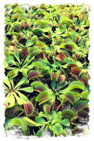 Dionaea | Venusfliegenfalle kaufen - Grüne Monster