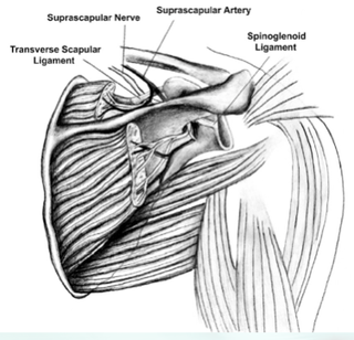 Klinisches Muster N. suprascapularis - SART - aktiv vernetzt ...