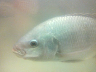 Fischzucht - urbanetilapiafischfarms Webseite!