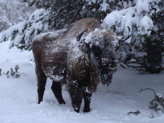 Parc des bisons - vadrouillesencampingcar, récits et photos de nos ...