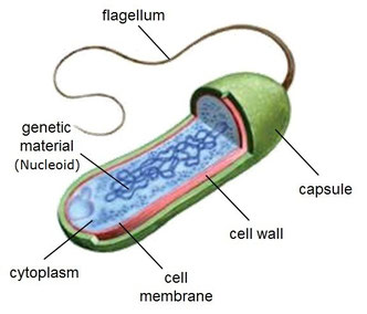 3. Bacterias - Bilingual Natural Science. I.E.S. Elcano (Sanlúcar Bda.)