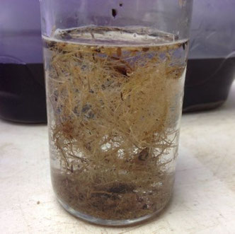 Root Scanning Trays - Vienna Scientific