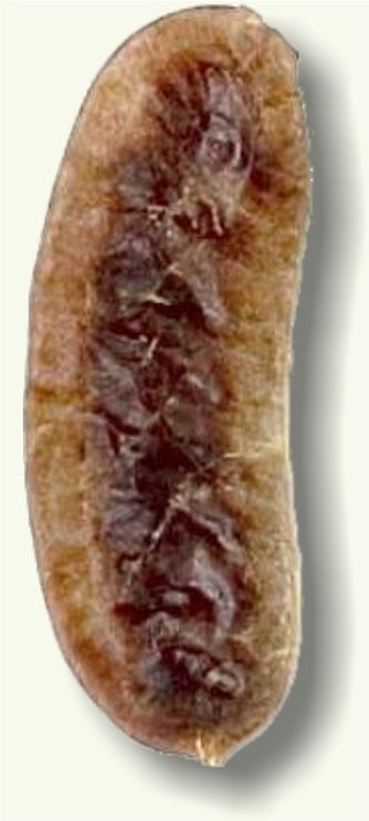 Sen - Farmacognosia. Plantas medicinales