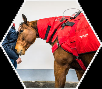 UNSERE AnWENDUNGEN - REFIT Horse Center