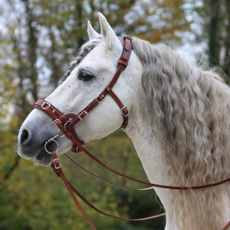 Zaumzeuge - hofsattlers Webseite!