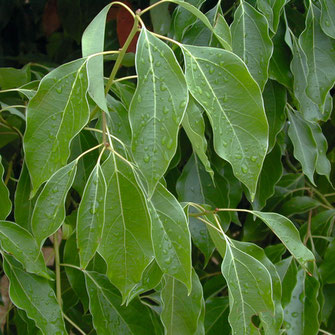 チェストバーム ウェルビーイング＜ラヴィンサラ＞ - ファファラ