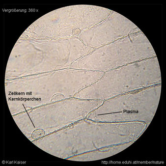 Epidermiszellen Zwiebelschale - Karl Kaiser Website