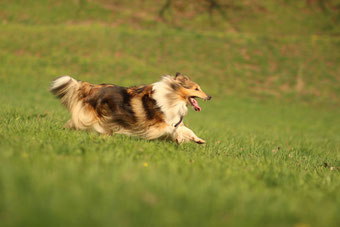 Herzlich Willkommen bei den "Royal de Sax" Shelties - royaldesax ...