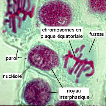 L'unité chimique et structurale du vivant - Site de cours de collège et ...