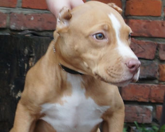 My predatory breed incredible is rich in the successful pure Indian ...