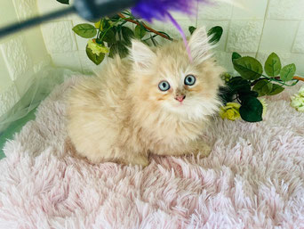 販売中の子猫 - 子猫の激安販売【関東・埼玉 猫の部屋セイワ 販売中の子猫 - 子猫の激安販売【関東・埼玉 猫の部屋セイワ