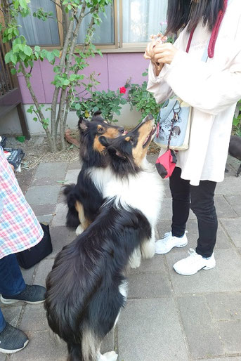 ☆御開帳ならぬ御開庭（？）☆ - ラフコリー『ララ＆トビーJr』ブログ