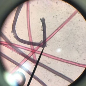 LES FIBRES - Site de tpe-methodesscientifiques