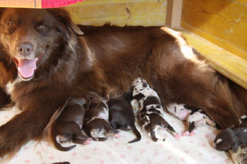 Austrian Outback A-Wurf 2017 - eberschwanger-aussies