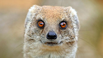 Mangusta - Kenya Vacanze