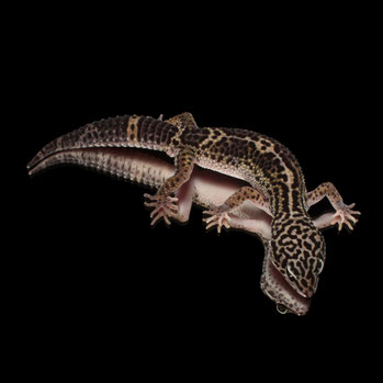 Black Night Leopard Geckos - Premium Geckos