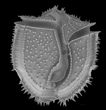 Type Collection - dinophytas Webseite!