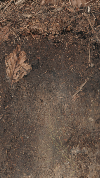 Minirhizotron Root Imaging - Vienna Scientific