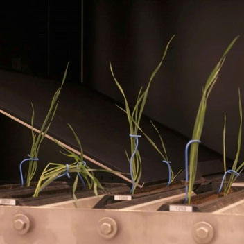 Rhizobox Imaging - Vienna Scientific