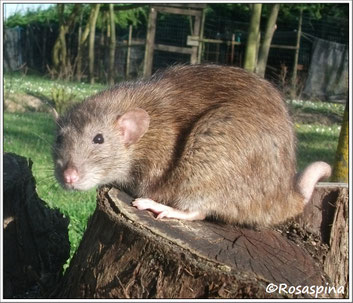 Il Ratto da Compagnia - Ratto che Passione!