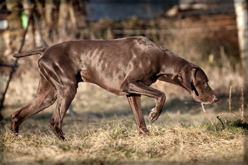 Vorstehhunde: - jagdwissens Webseite!