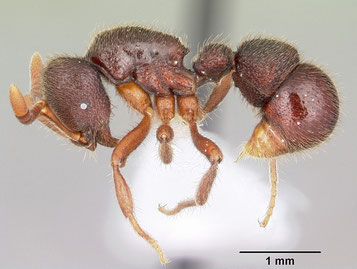 Proceratium melinum (Roger, 1860) - Mirmecología