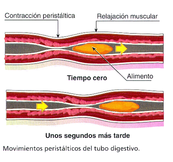 DIGESTIÓN DE LOS ALIMENTOS - MATERIALES ESO