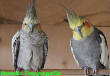 Calopsite - Benvenuti su mondopappagallo!