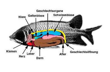 Fische - herr middleton