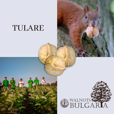 Tulare, Walnut Nursery Bulgaria, Grafted walnut trees - Walnuts-Bulgaria