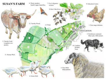 Farming with the soil to produce healthy food - susansfarm