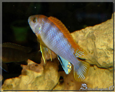 Labidochromis hongi red top - Les Cichlidés Du Dragon D'Argent ...