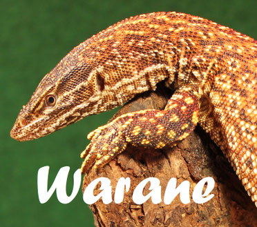 Auffenberg's Waran Varanus auffenbergi - mountain-monitorss Webseite!