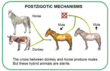 4. Formation of new species - Página web de evaprofecmc