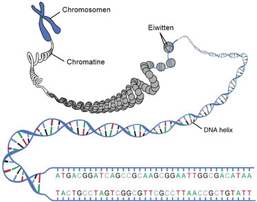 De chromosomen - De website van Kevin Clijmans!