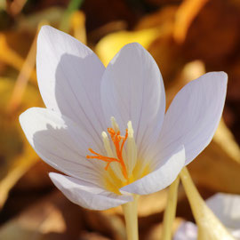 Crocus - Krokus (Frühjahr) - Blumenzwiebeln - raimund Biogartenbedarf